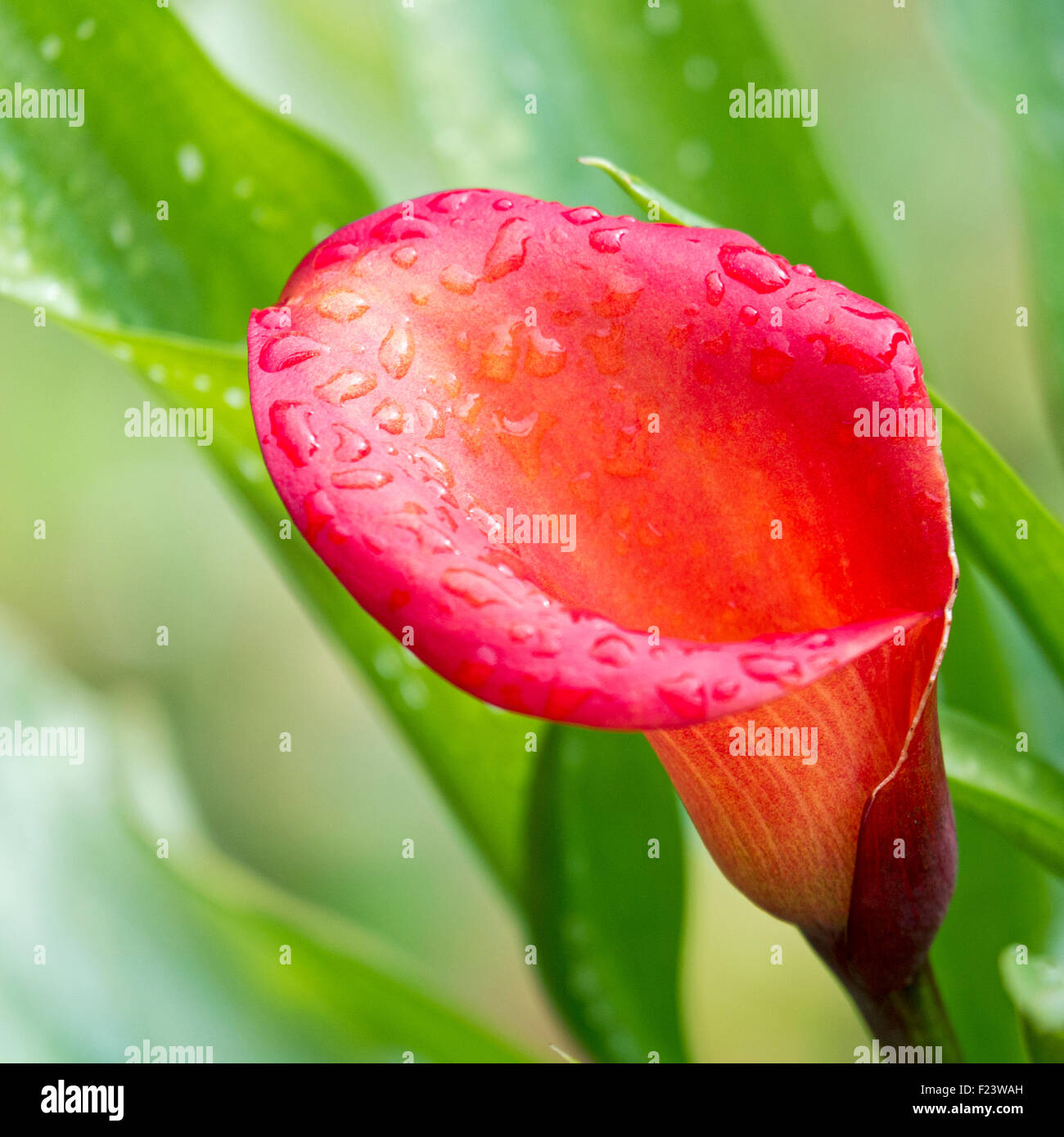 Red arum lily hi-res stock photography and images - Alamy