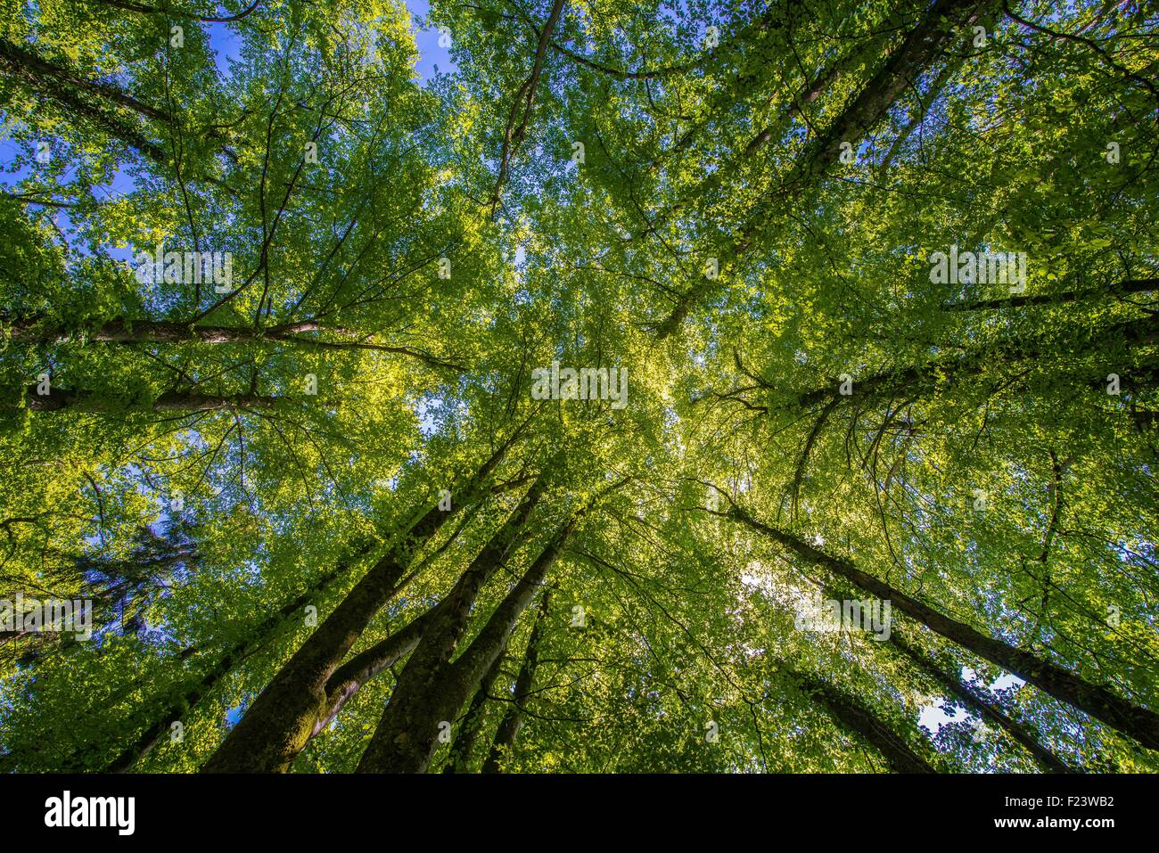 Treetops from below, with blue sky, deciduous forest, Switzerland Stock ...