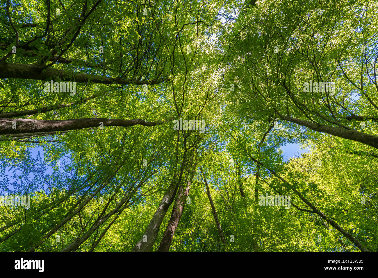 Treetops from below, with blue sky, deciduous forest, Switzerland Stock ...