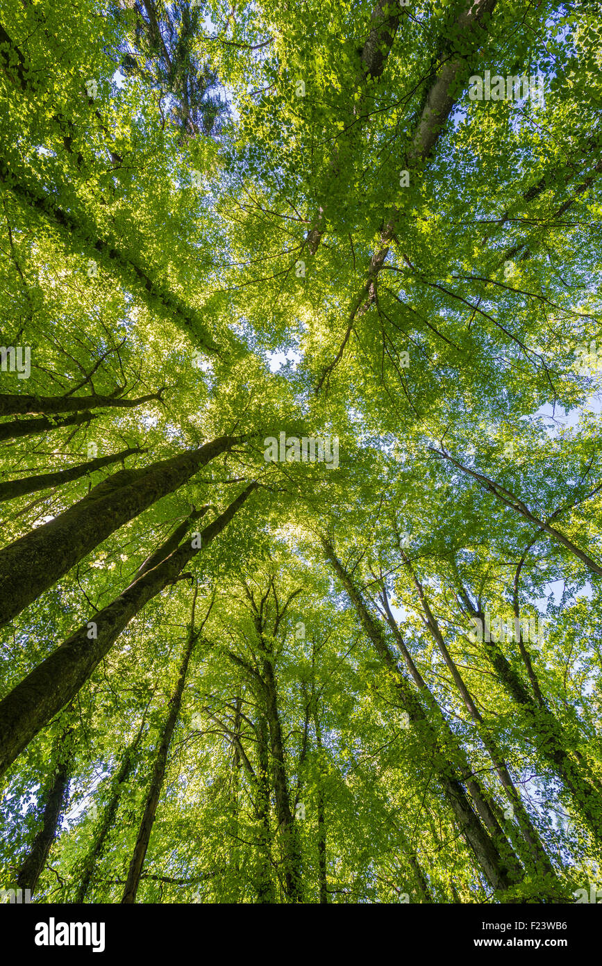 Treetops from below, with blue sky, deciduous forest, Switzerland Stock ...