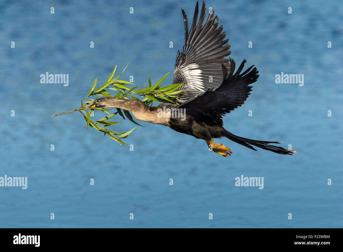 Flying anhinga hi-res stock photography and images - Alamy
