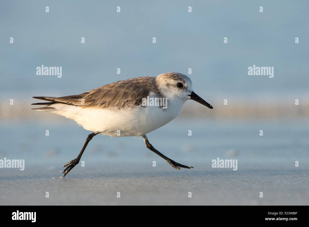 Sanderling (Calidris alba) running along the beach, Florida, USA Stock ...