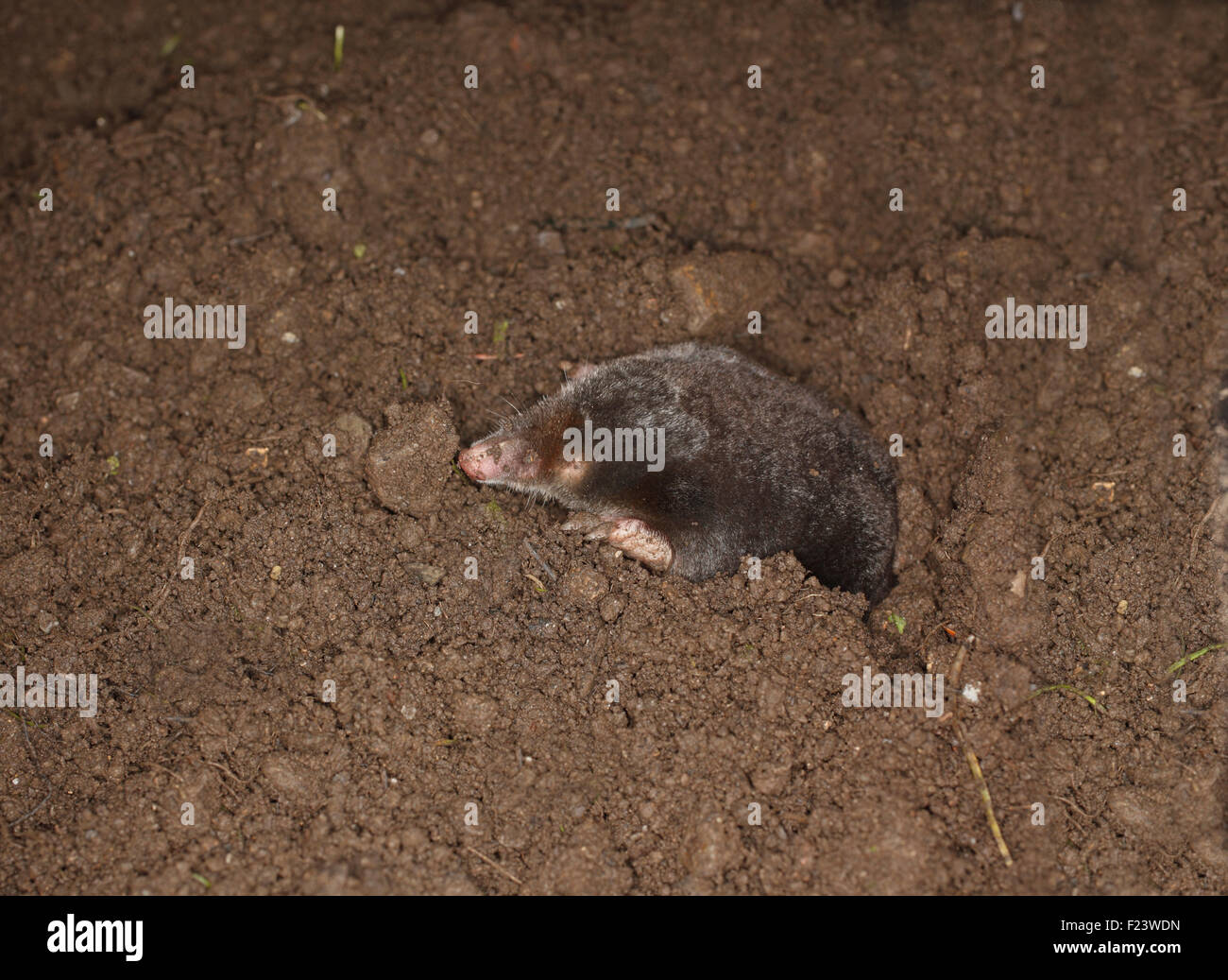 Talpa europaea Mole coming out of ground at night Stock Photo - Alamy