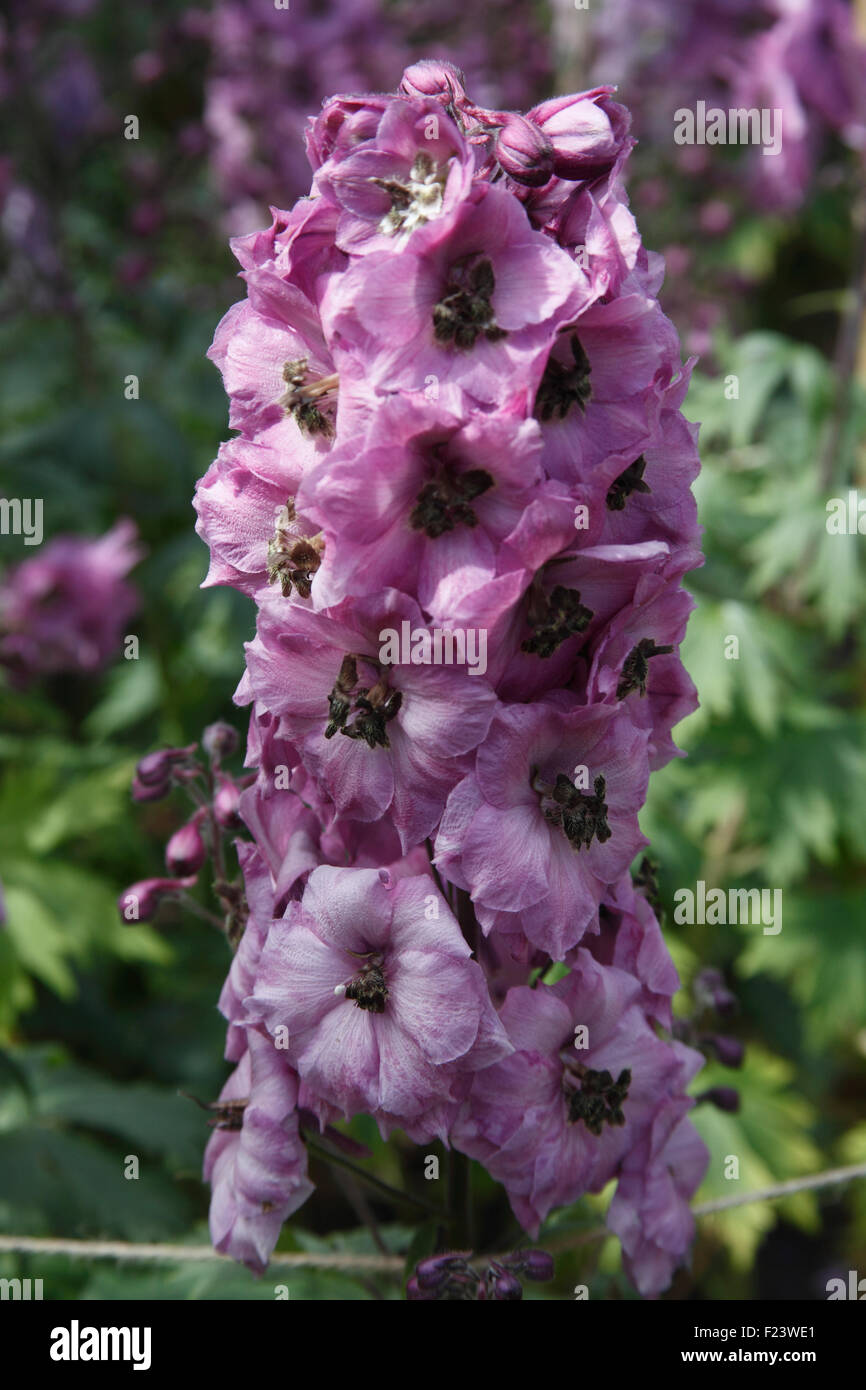 Delphinium 'Rosemary Brock' close up of flowers Stock Photo - Alamy