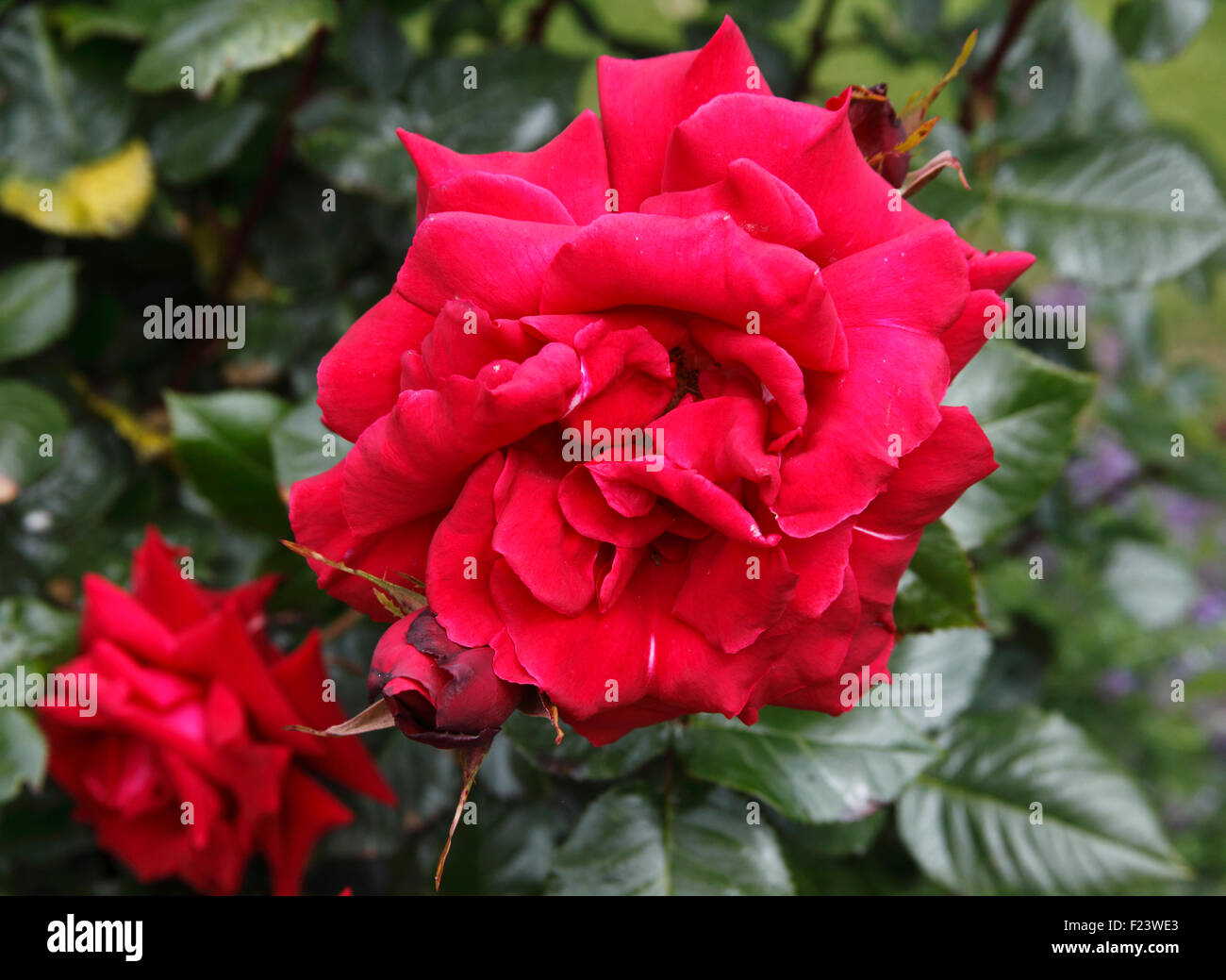 Ernest H Morse High Resolution Stock Photography and Images - Alamy