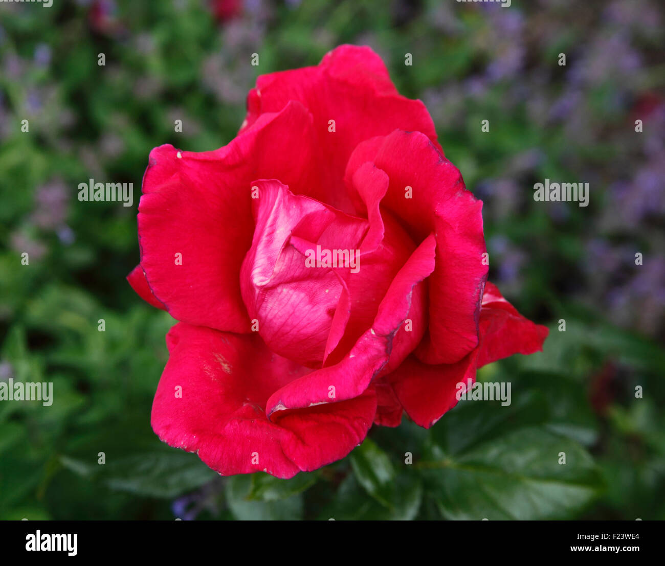 Ernest h morse hi-res stock photography and images - Alamy