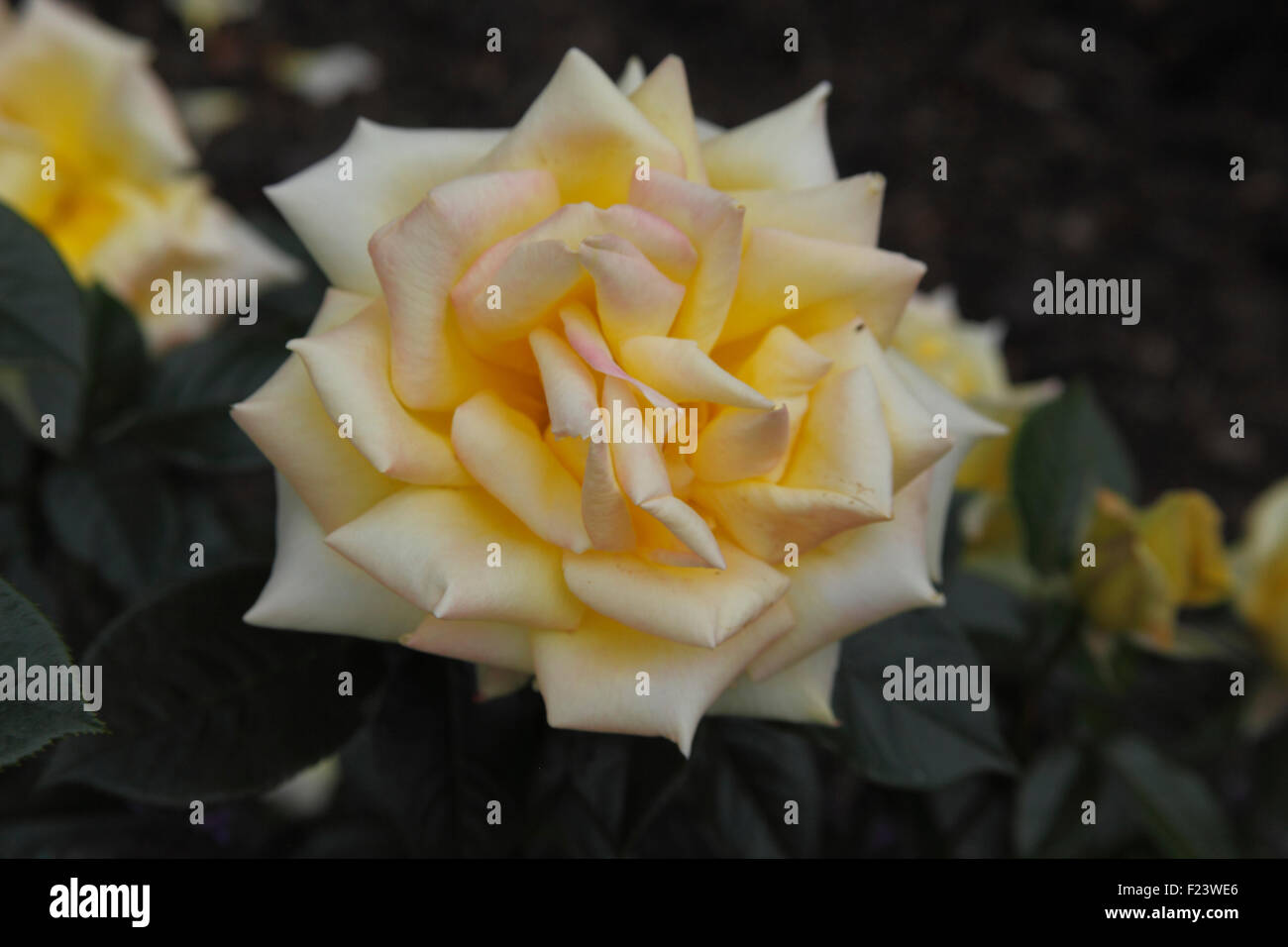 Grandpa dickson rose hi-res stock photography and images - Alamy