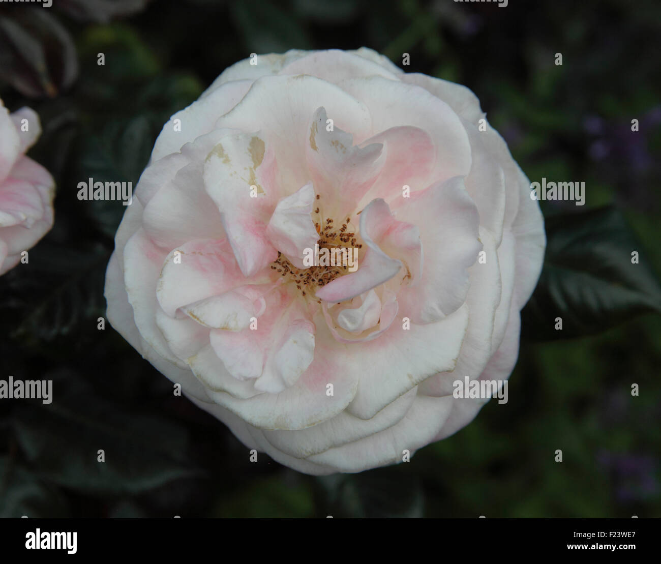 English rose flower hi-res stock photography and images - Alamy