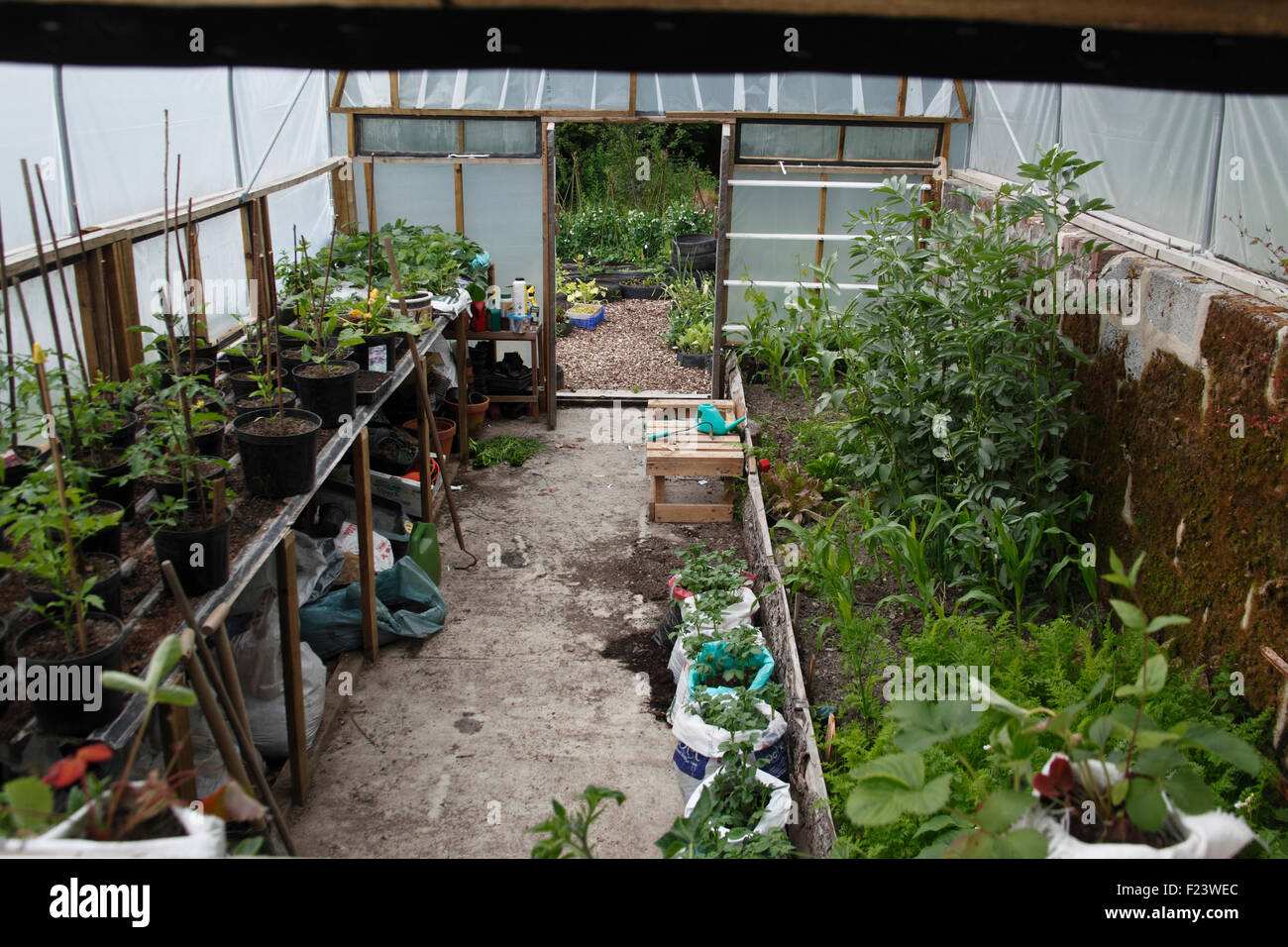 Growing vegetables in a polytunnel in late May Stock Photo - Alamy