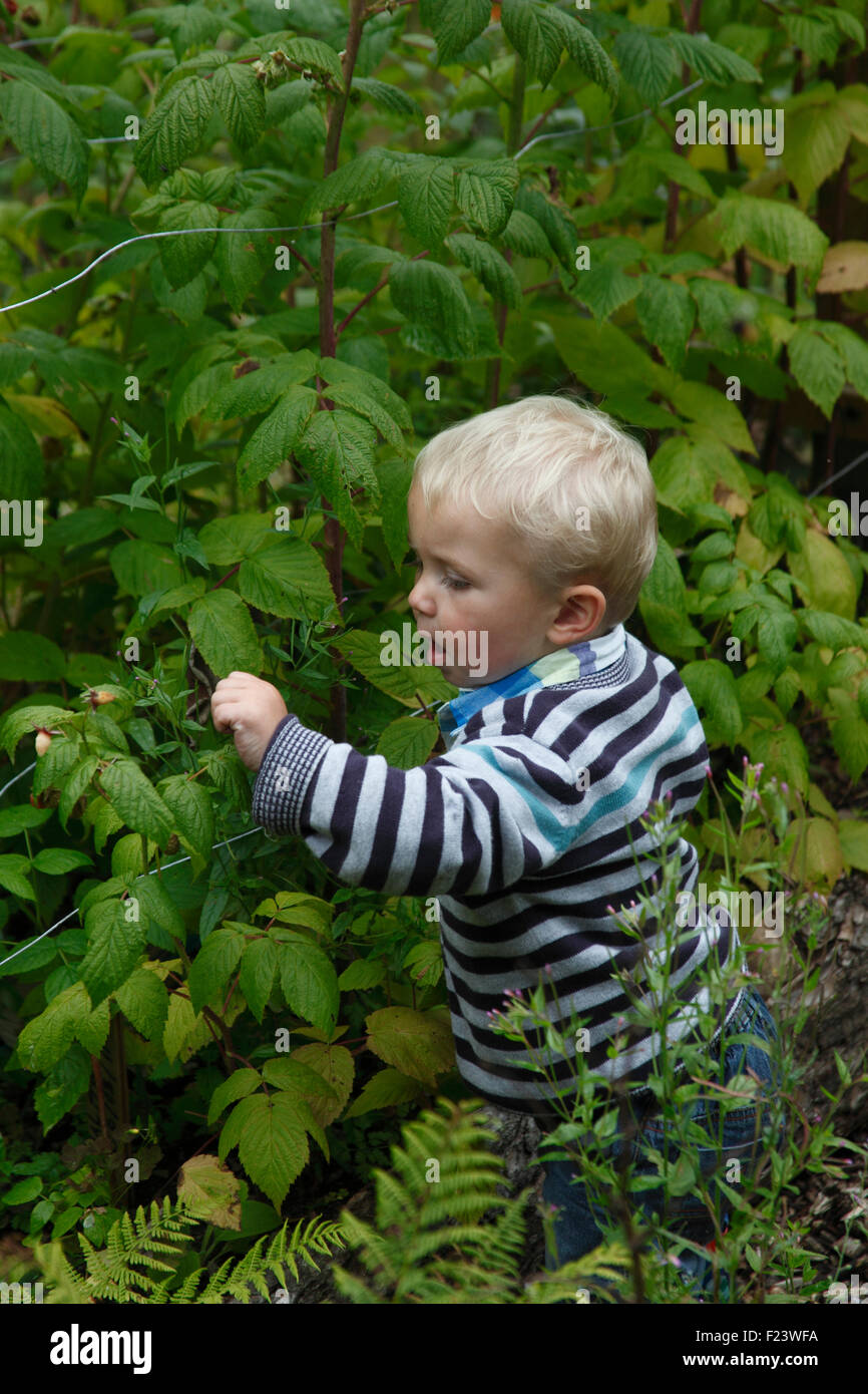 Toddler picking raspberries late August Stock Photo - Alamy