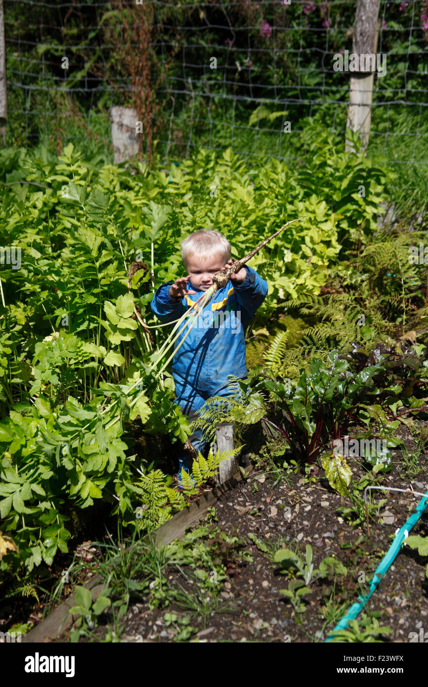 Garden parsnip hi-res stock photography and images - Alamy