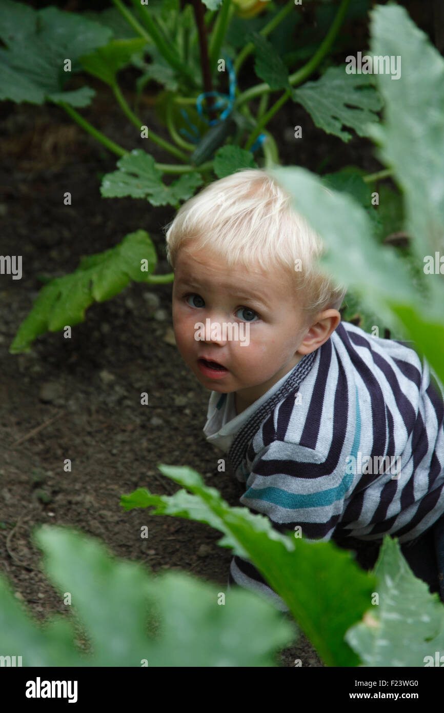 Toddler in vegetable patch Stock Photo - Alamy