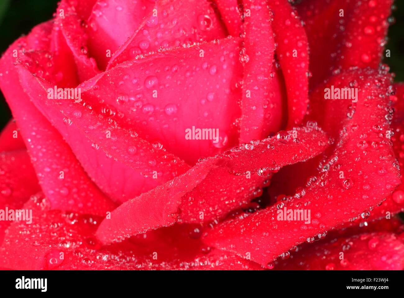 Zoomed image of flowers hi-res stock photography and images - Alamy