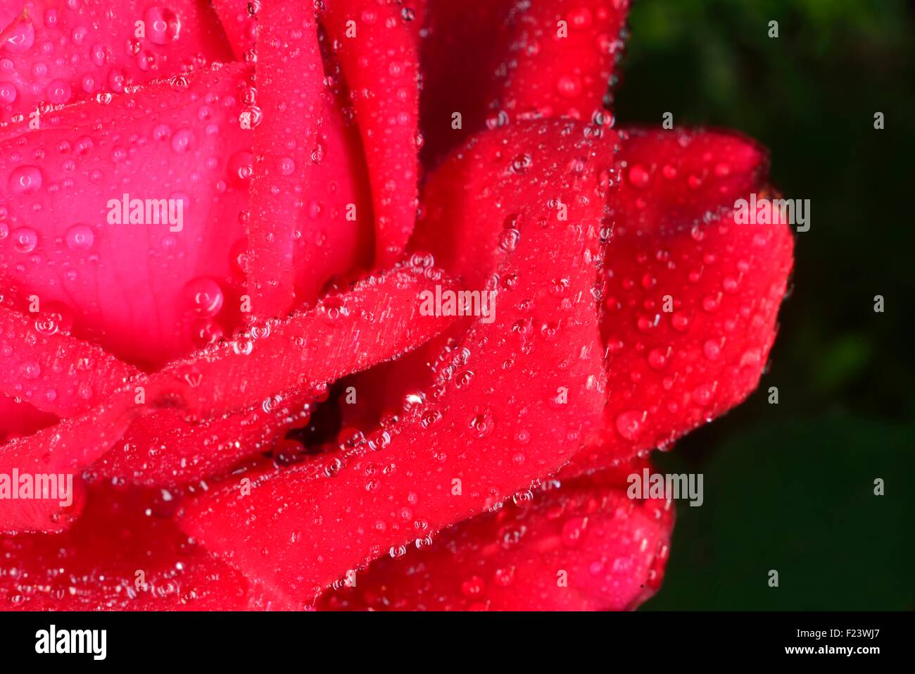 Zoomed image of flowers hi-res stock photography and images - Alamy
