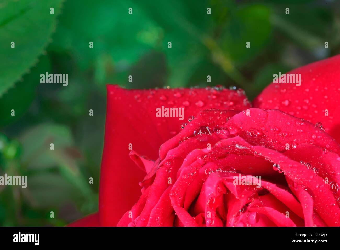 red macro zoomed rose petals with big waterdrops Stock Photo - Alamy