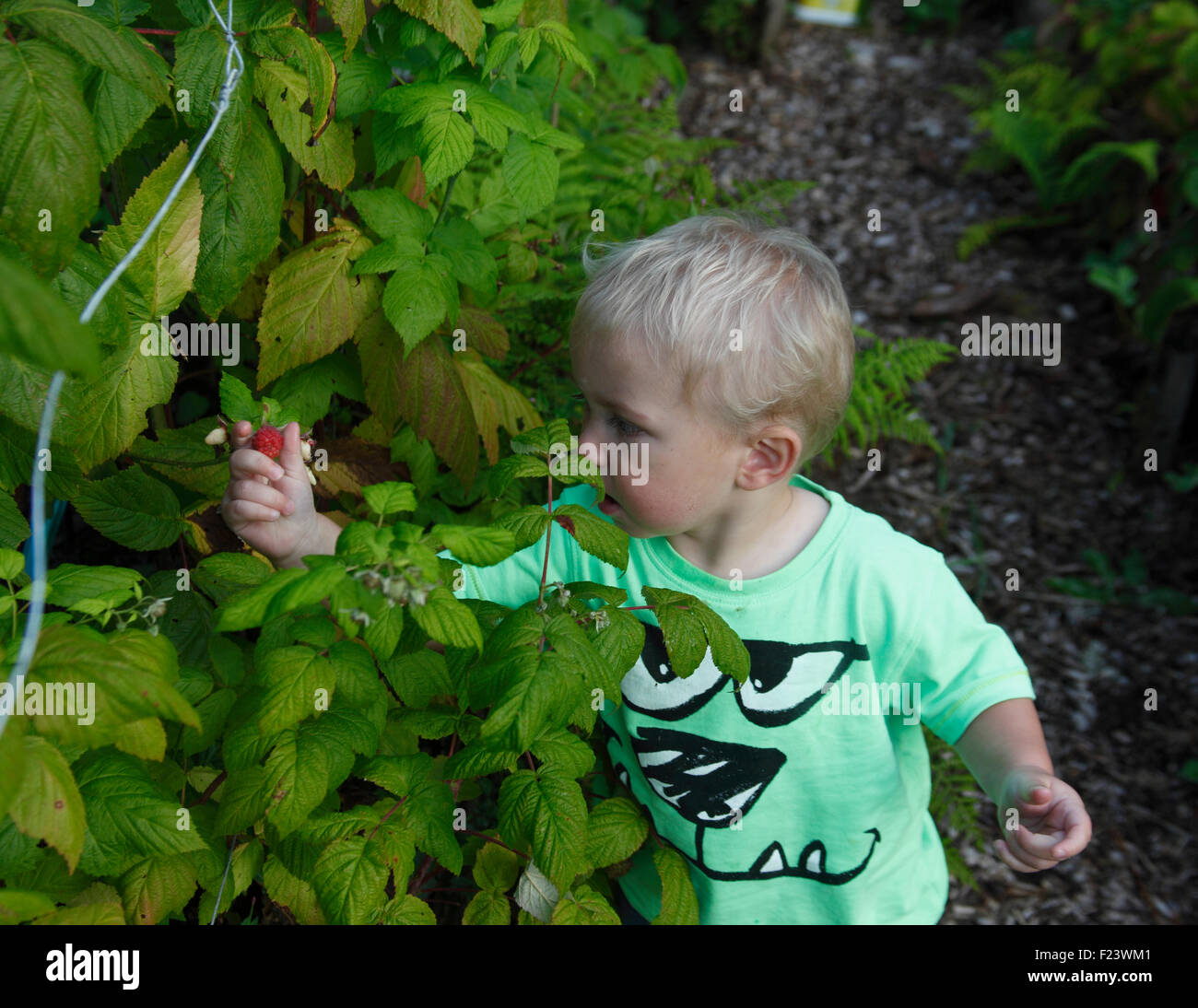 Toddler picking raspberry in late August Stock Photo - Alamy