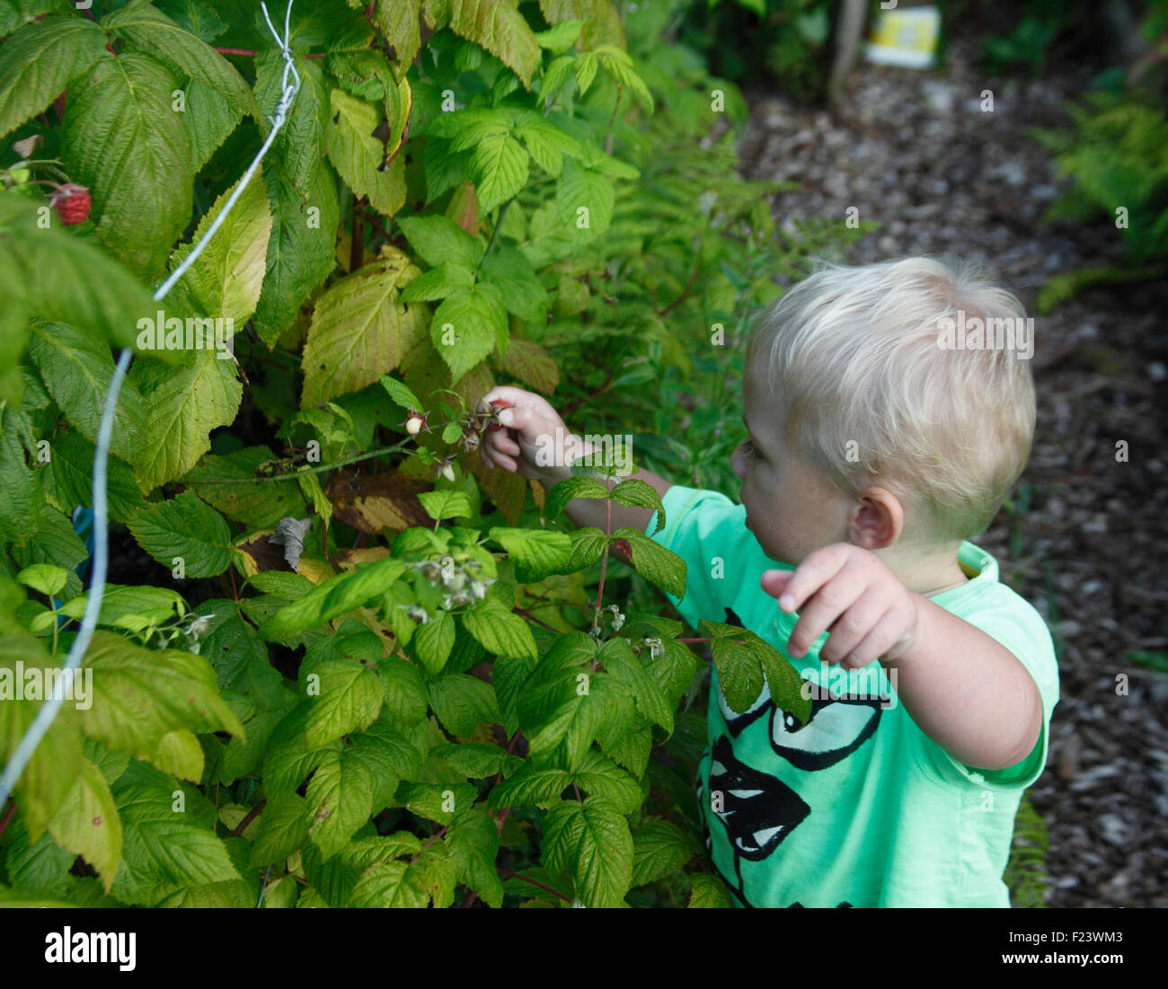 Toddler picking raspberry in late August Stock Photo - Alamy