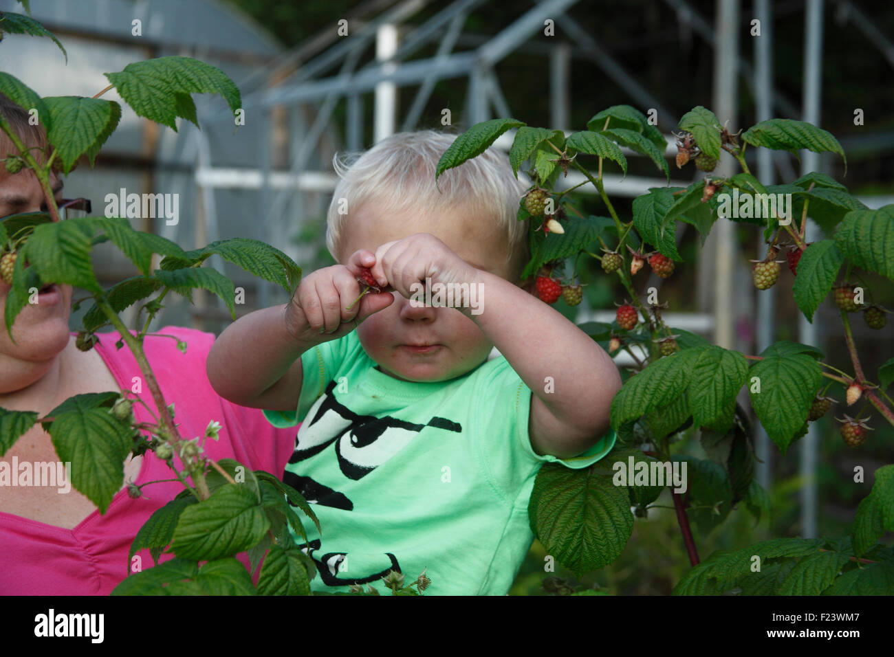 Toddler picking raspberries in late August Stock Photo - Alamy