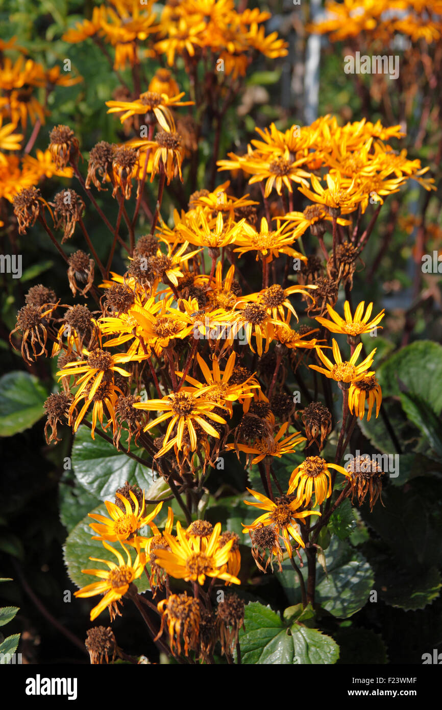 Ligularia hi-res stock photography and images - Alamy