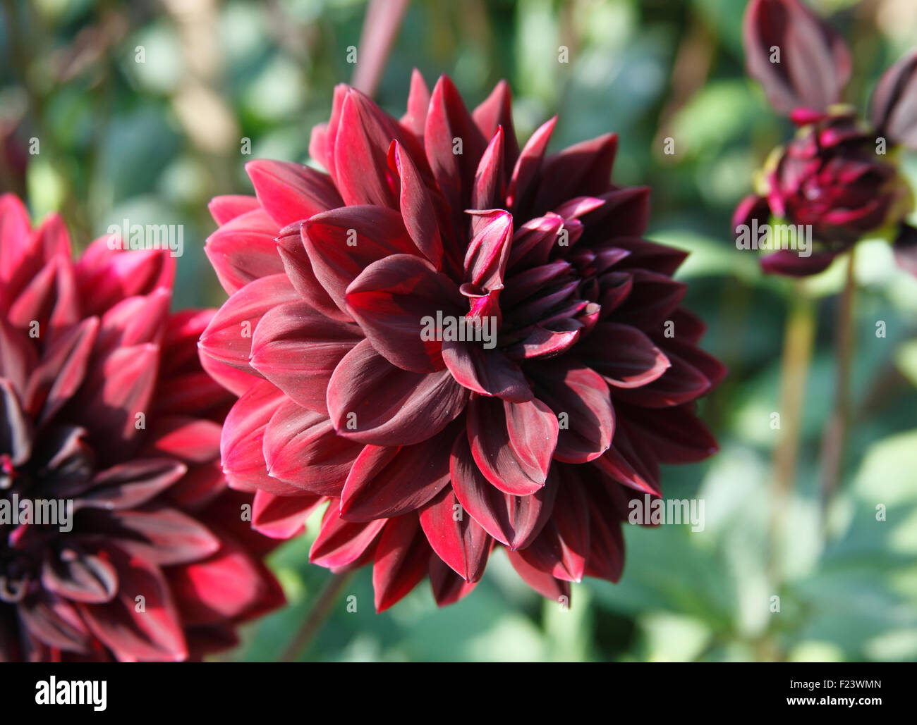 Dahlia 'Sam Hopkins' waterlily close up of flower Stock Photo - Alamy
