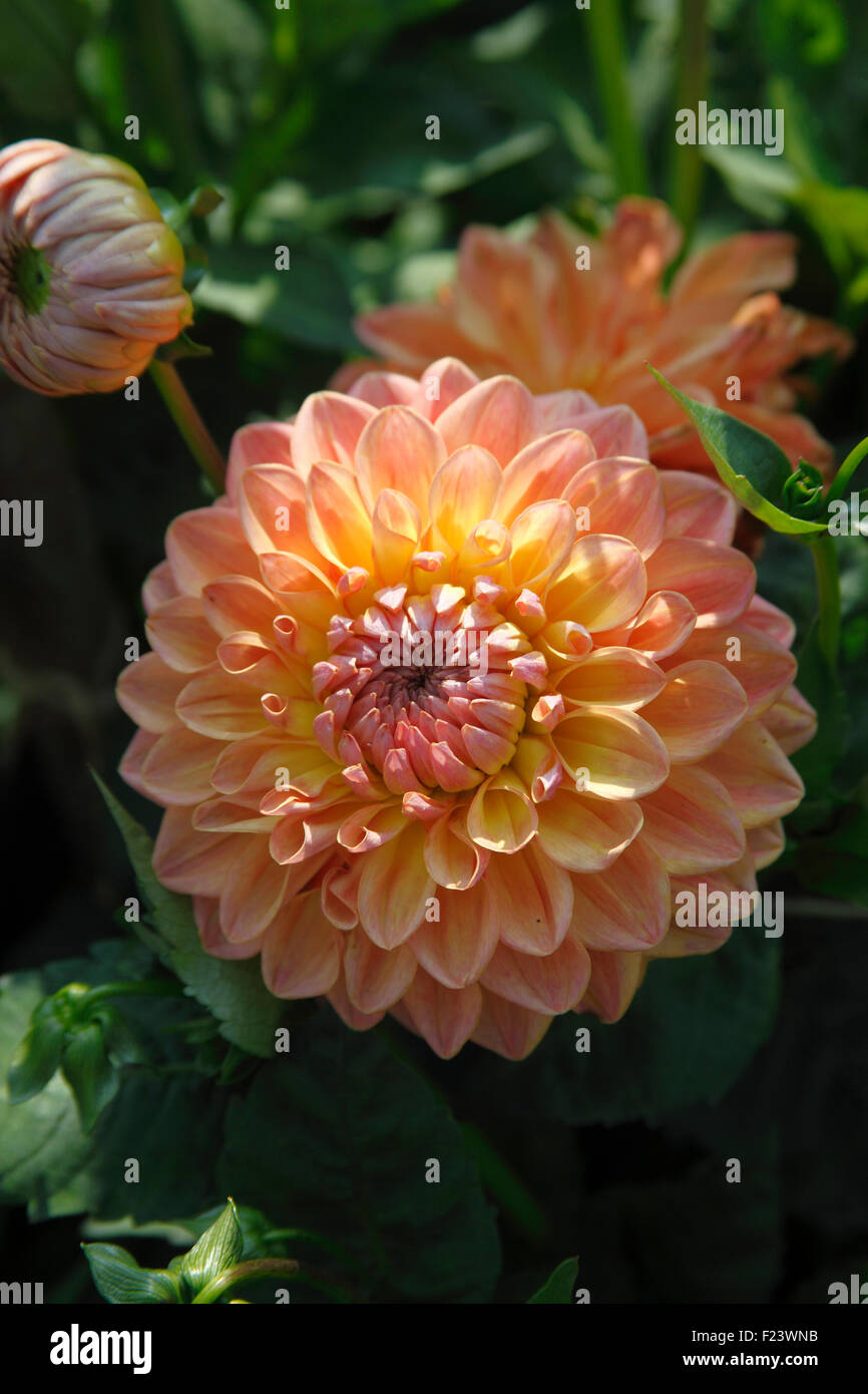 Small Dahlia High Resolution Stock Photography and Images - Alamy