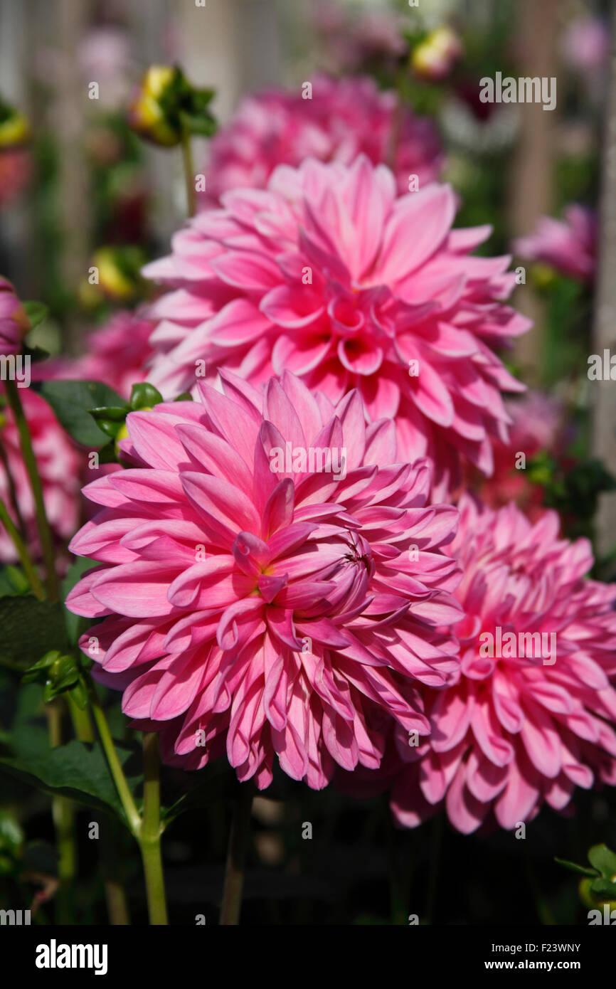 Dahlia 'Barbaly Blush' Medium decorative close up of flower Stock Photo ...