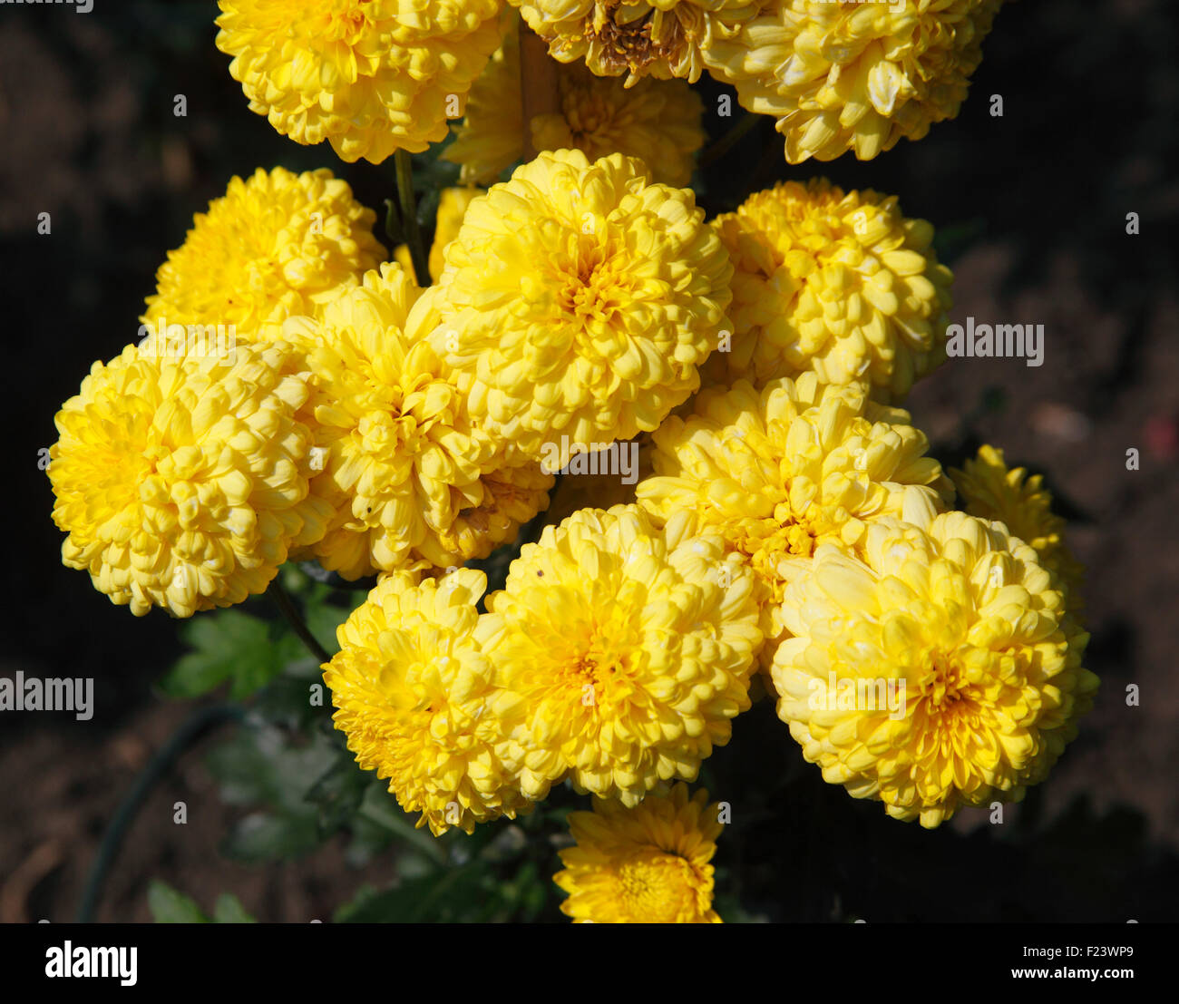 Chrysanthemum yellow hi-res stock photography and images - Alamy