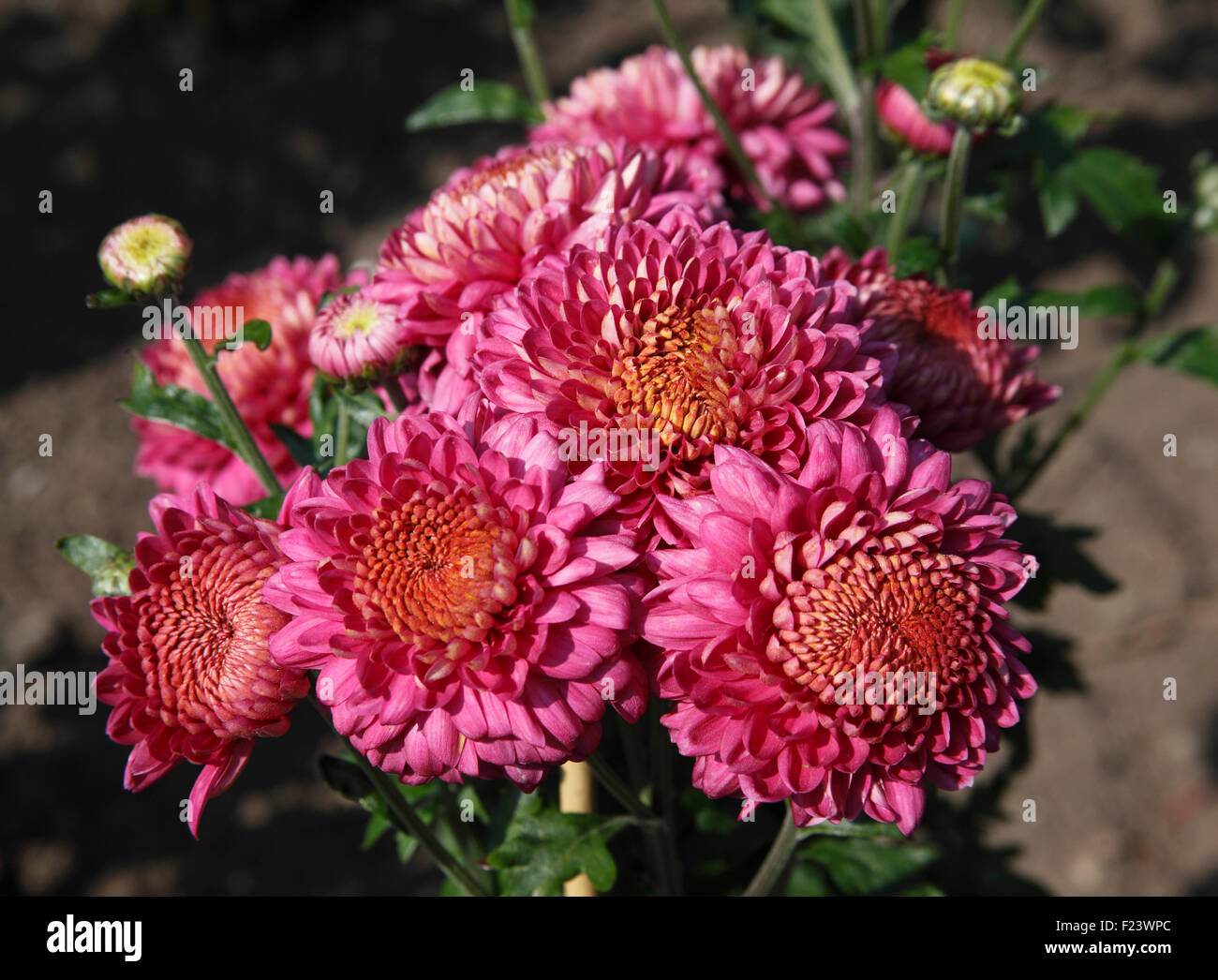 Terry Flowers High Resolution Stock Photography and Images - Alamy