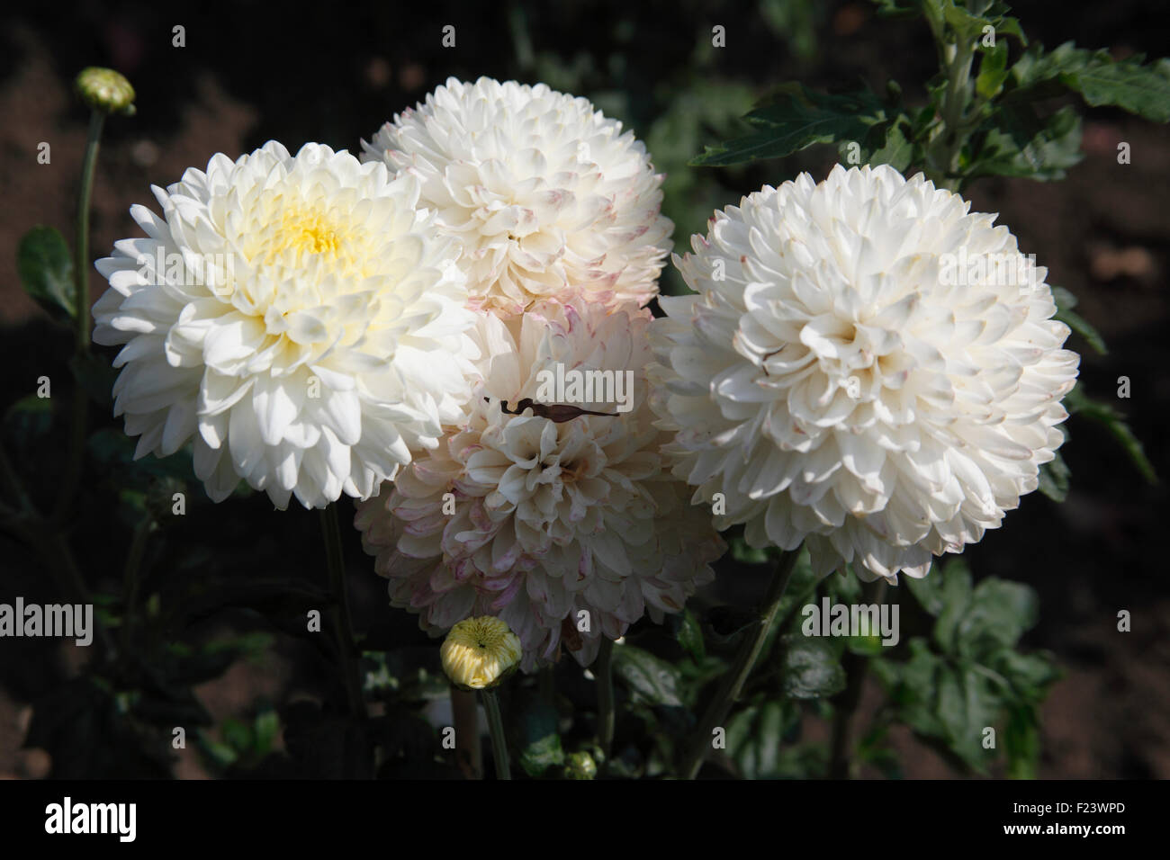 Swan flowers hi-res stock photography and images - Alamy