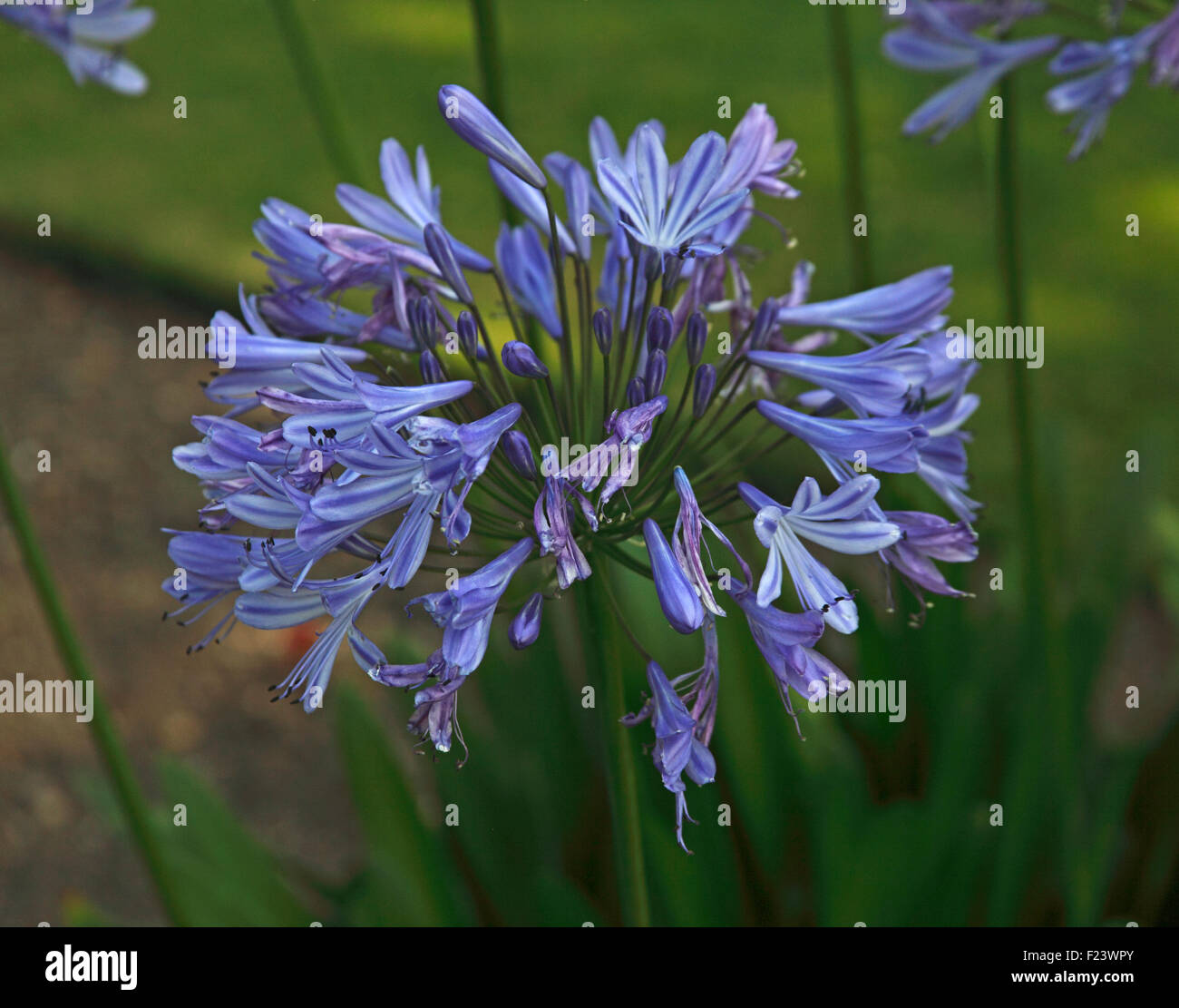 Agapanthus africanus close up of flower Stock Photo - Alamy