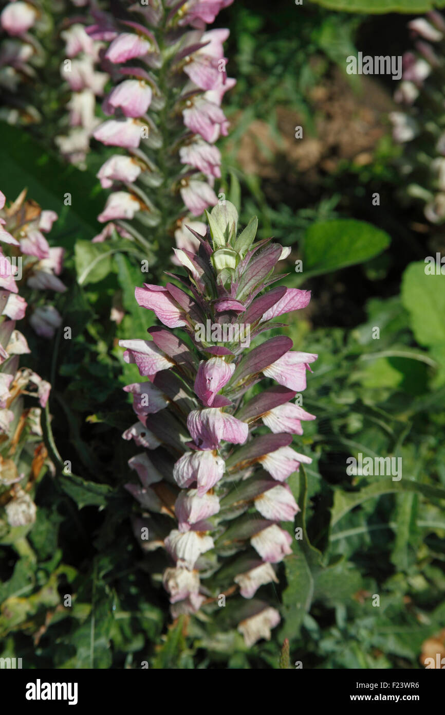 Acanthus dioscoridis perringii close up of flowers Stock Photo - Alamy