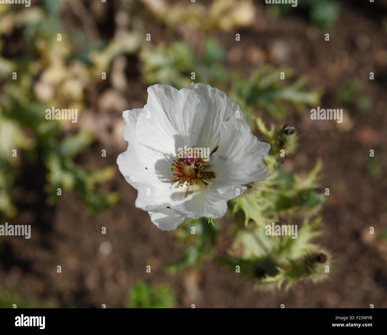 Argemone grandiflora hi-res stock photography and images - Alamy
