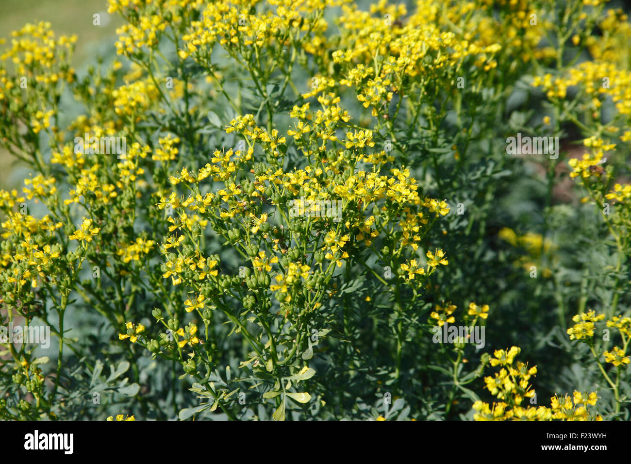 Ruta graveolens Rue plants in flower Stock Photo - Alamy