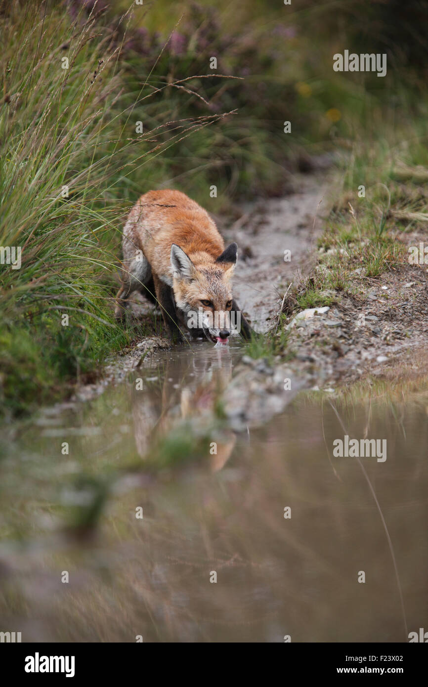 Vulpes Vulpes Red fox drinking from puddle on forest track Stock Photo ...
