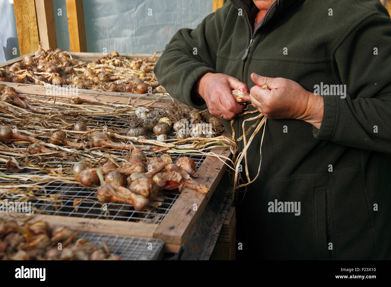 Removing tops from shallots drying out in polytunnel Stock Photo - Alamy