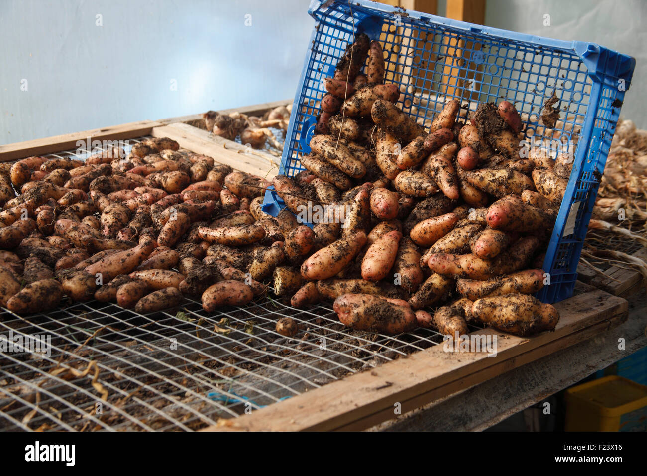 Drying 'Pink fir apple' Potatoes on wire mesh screens in polytunnel ...