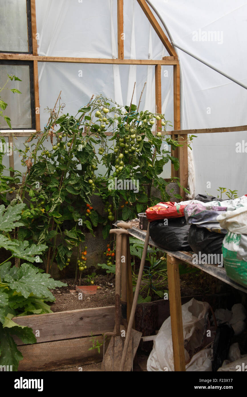 Tomatoes ripening in polytunnel Stock Photo - Alamy