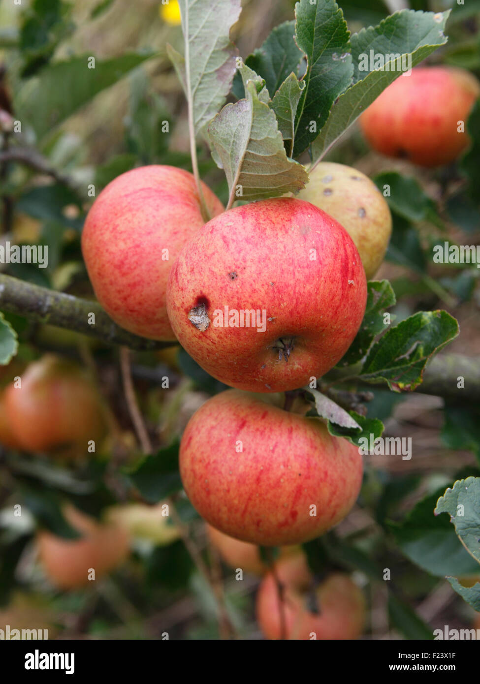 Malus domestica 'Sunset' Apple close up of fruit Stock Photo - Alamy