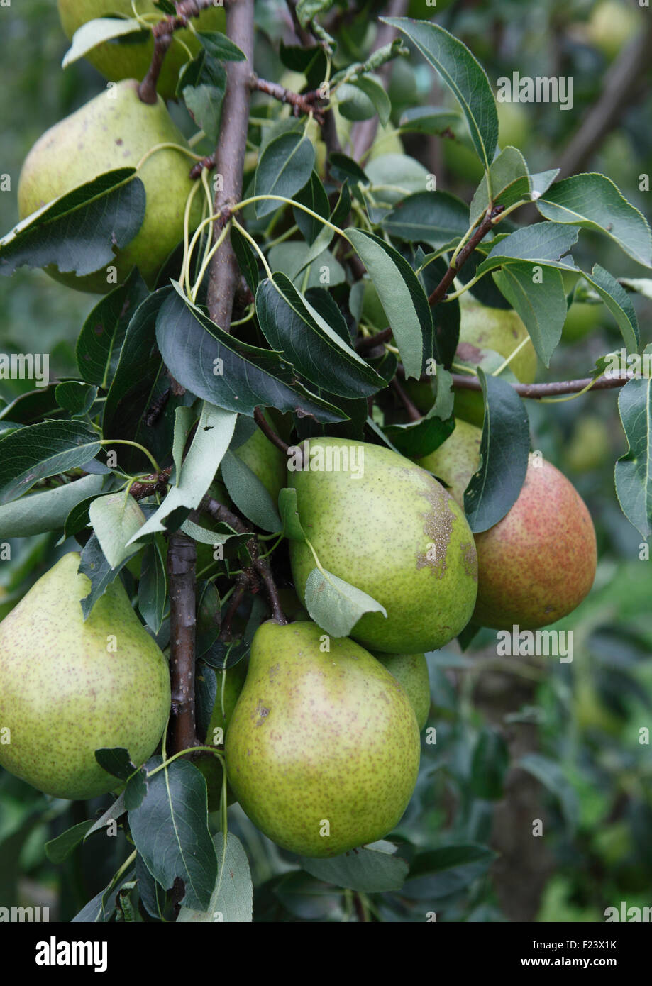 Pear fruit ripe pyrus communis hi-res stock photography and images - Alamy