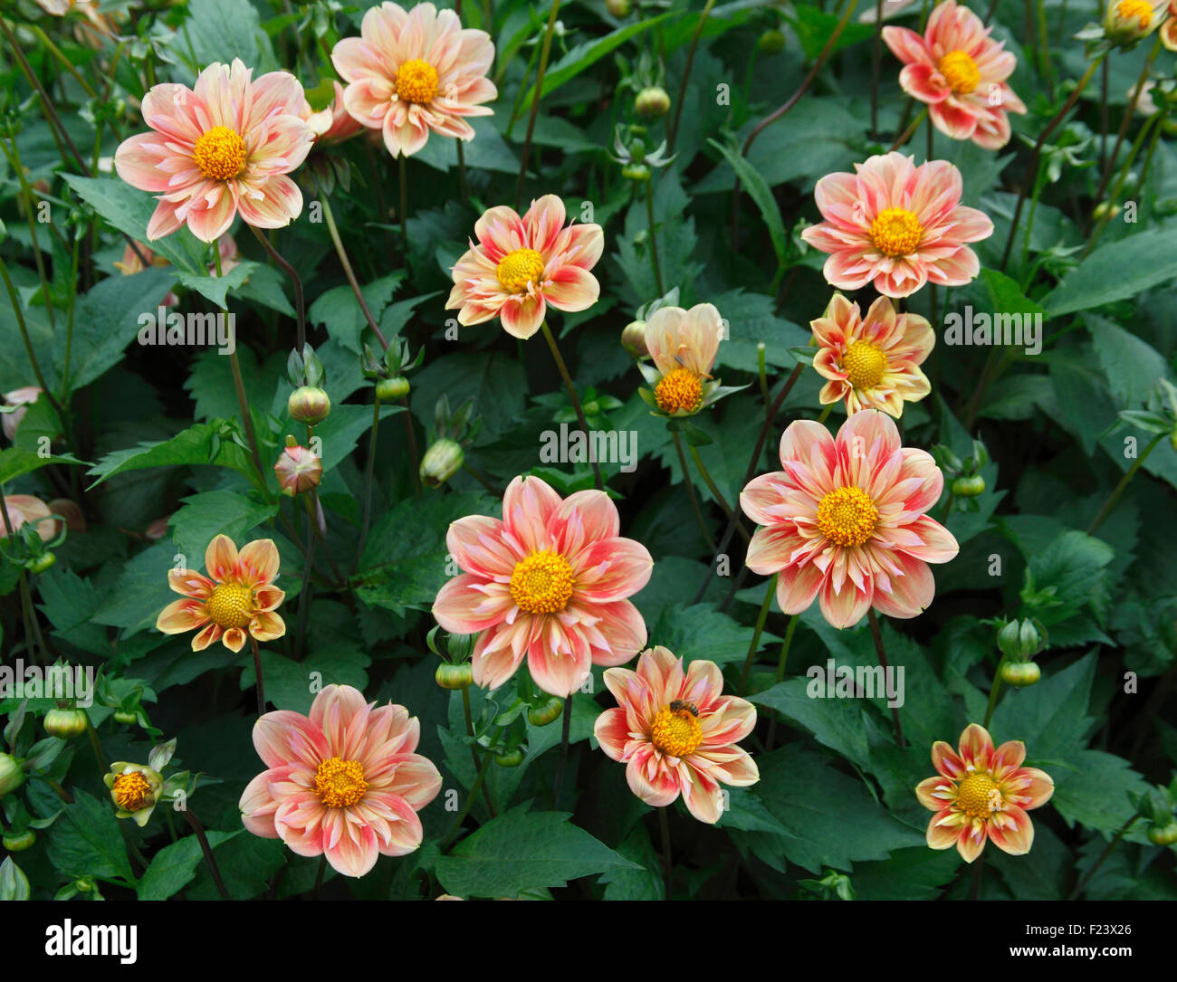 Firefox hi-res stock photography and images - Alamy