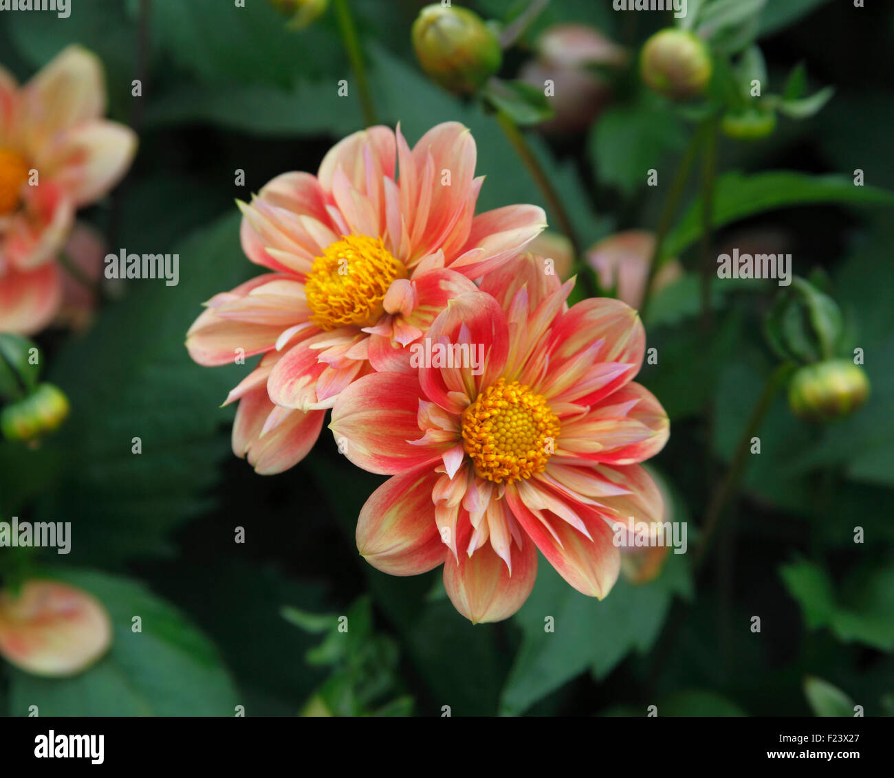 Dahlia 'Carstone Firefox' close up of flower Stock Photo - Alamy