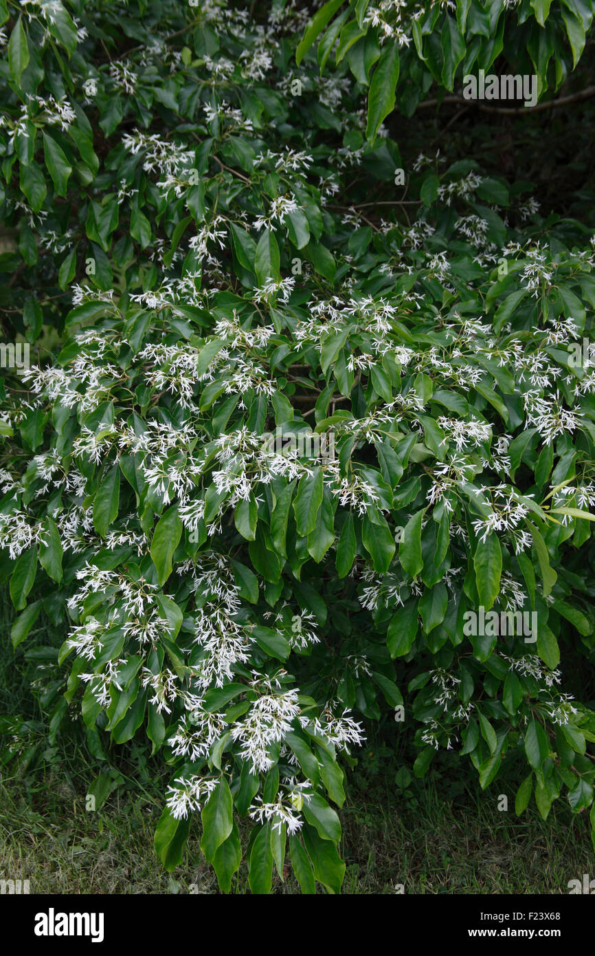 Osmanthus fragrans hi-res stock photography and images - Alamy