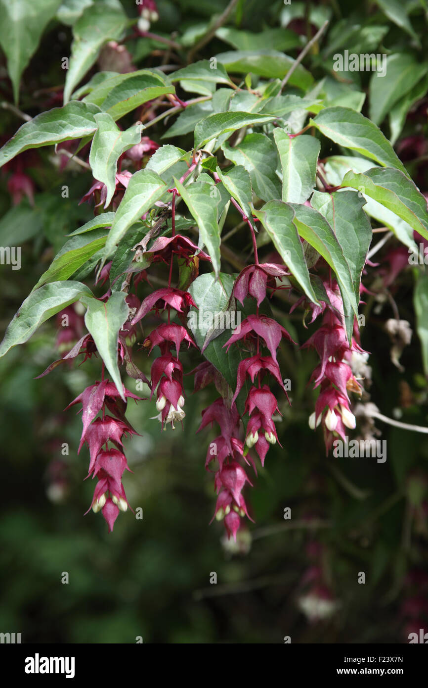 Leycesteria formosa Pheasantberry bush close up of flowers Stock Photo ...