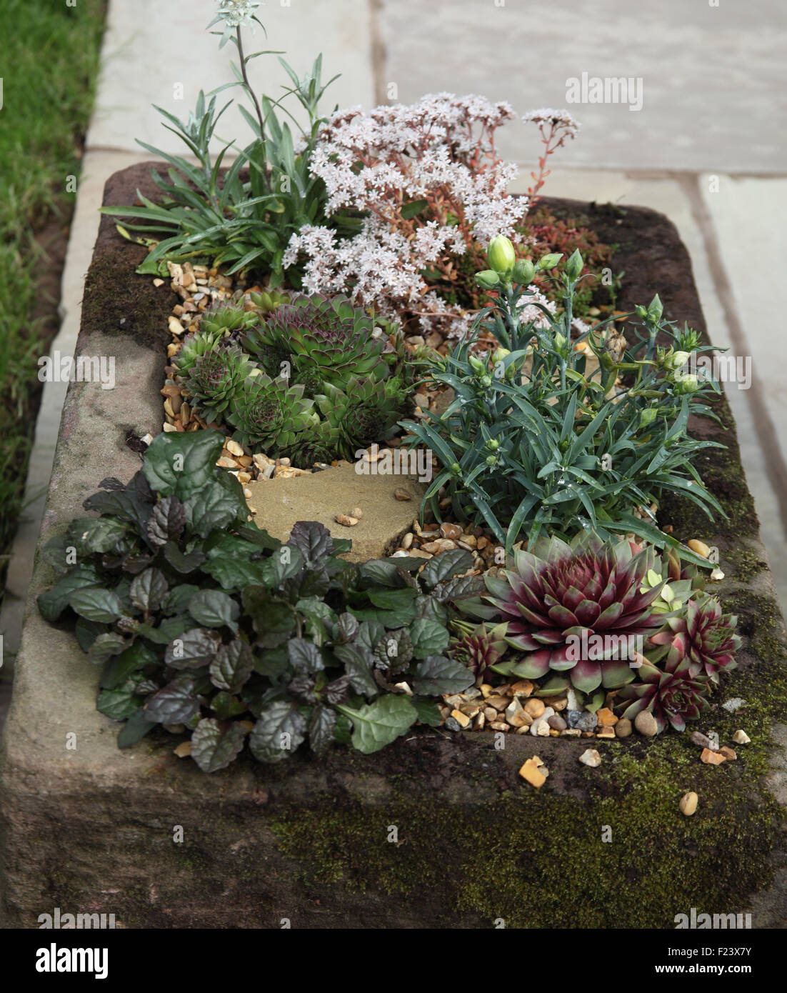 Alpine trough containing Sempervivum Echeveria Dianthus and Ajuca close ...