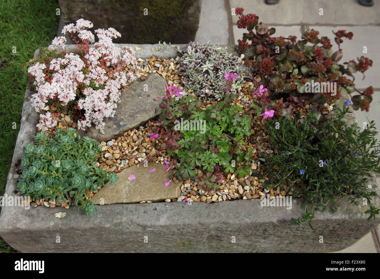 Alpine trough containing Sedums Geraniums and Saxifrage Stock Photo - Alamy