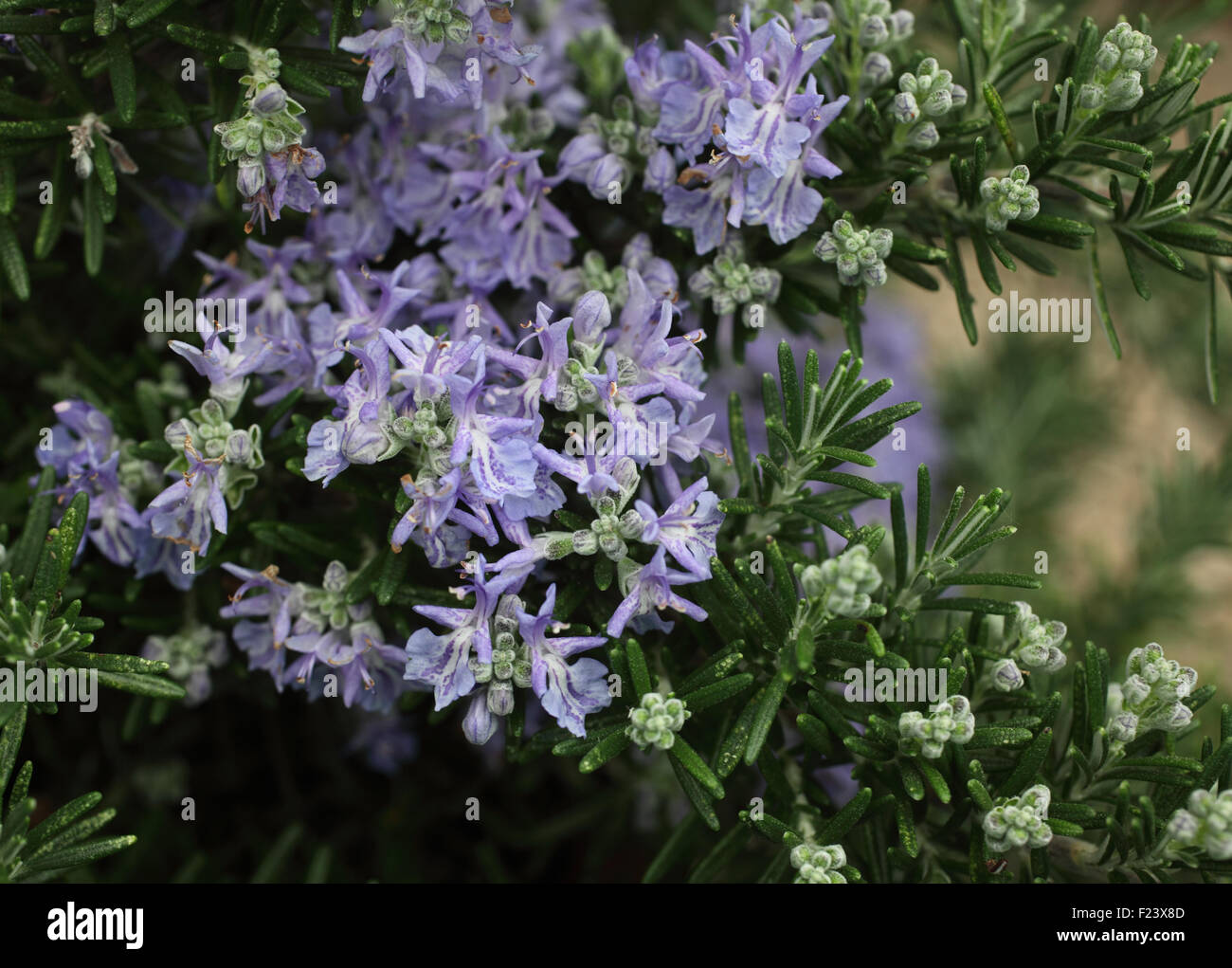 Rosemarinus officinalis Boule Rosemary Boule close up of flower Stock ...