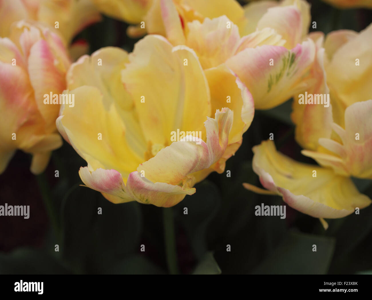 Tulip 'Parrot Lady' close up of flower Stock Photo - Alamy