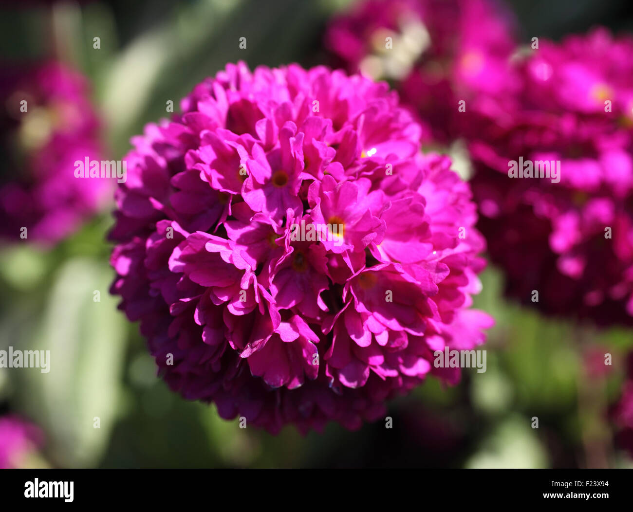 Primula denticulata 'Ruby' close up of flower Stock Photo - Alamy