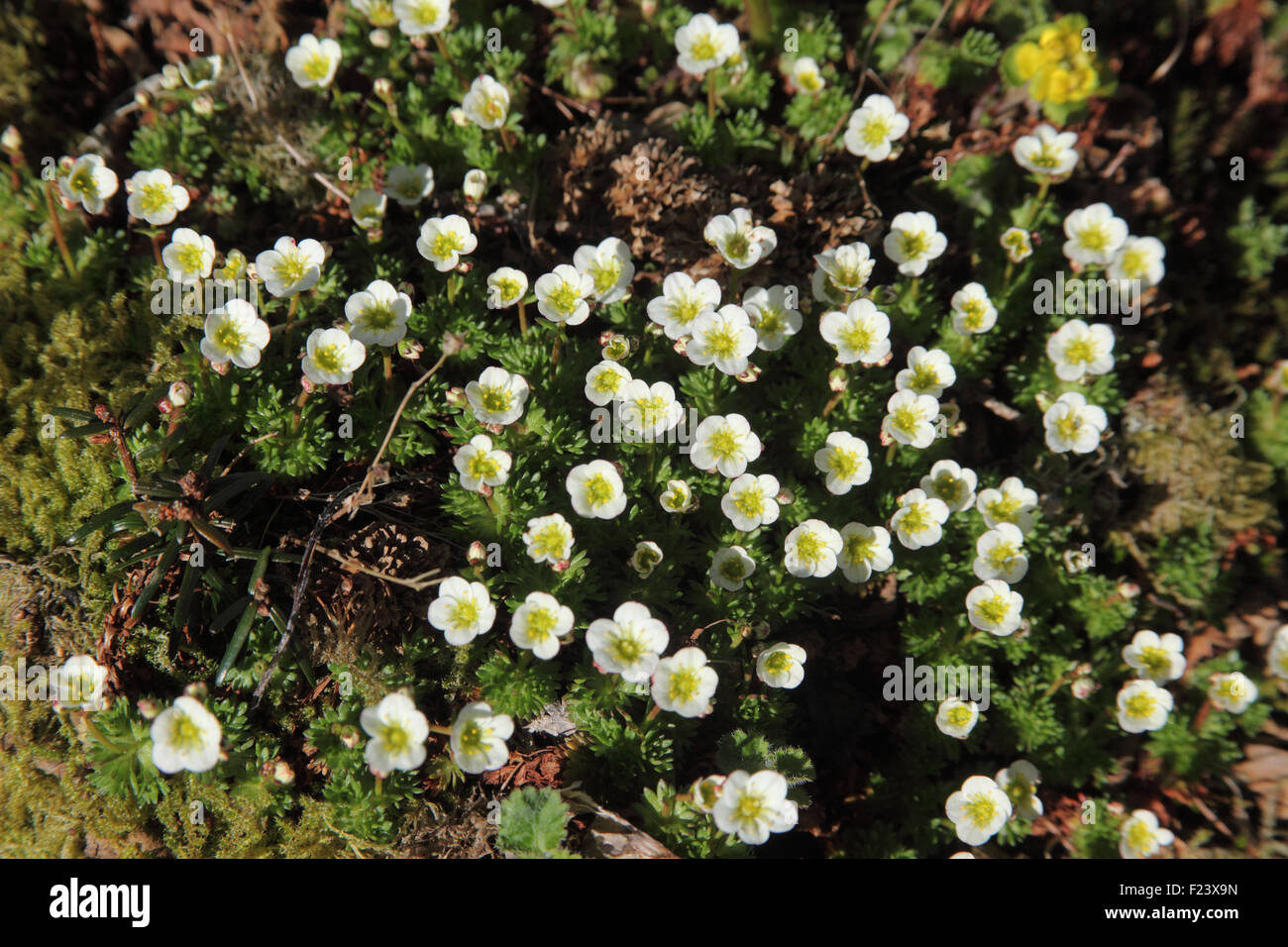 Saxifraga burseriana plant in flower Stock Photo - Alamy