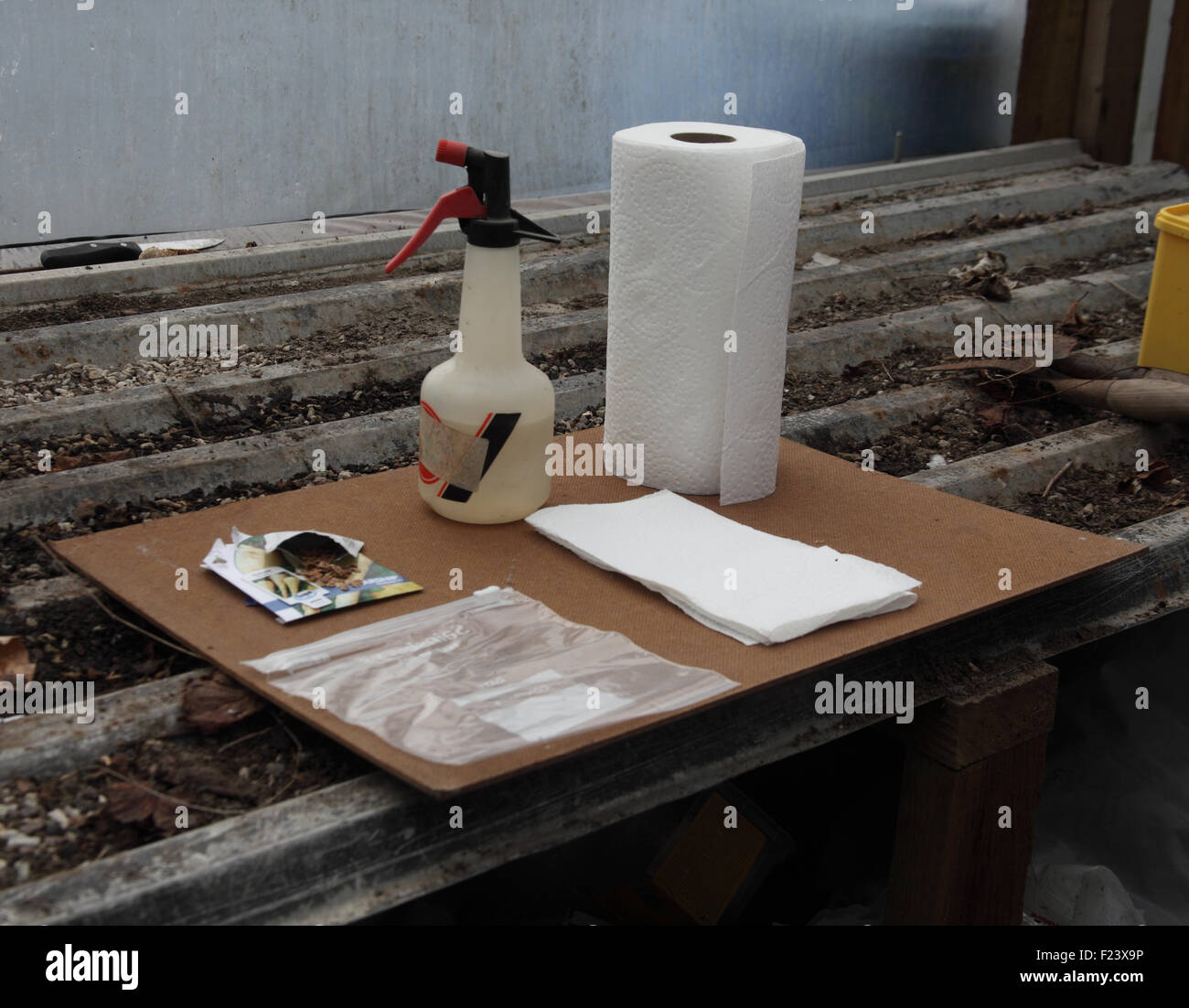Pre germinating small seeds step 1 collect materials paper towels,water ...